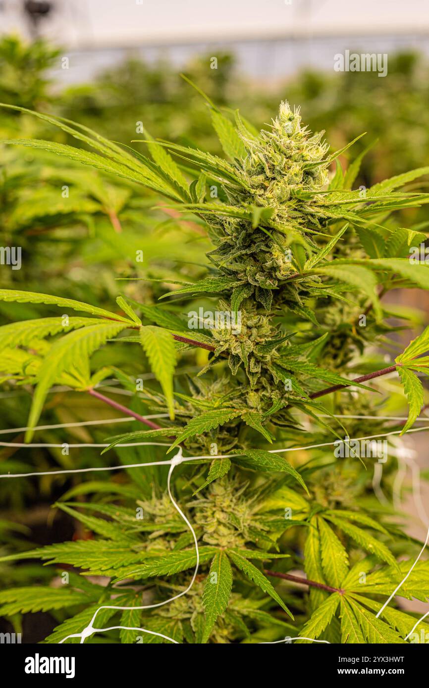 Beautiful indoor cannabis plants with big nugs in South Africa Stock ...