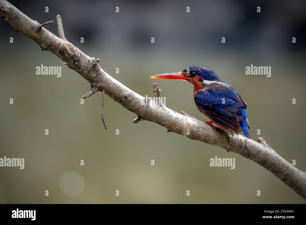 Blue-eared Kingfisher (Alcedo meninting) Bird standing on the branch ...
