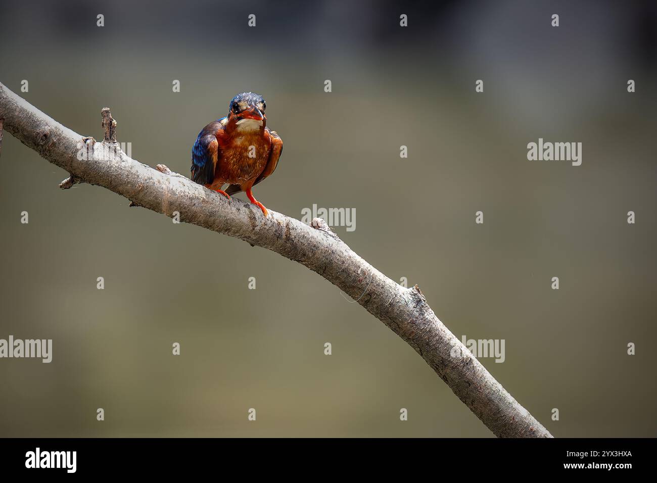 Blue-eared Kingfisher (Alcedo meninting) Bird standing on the branch ...