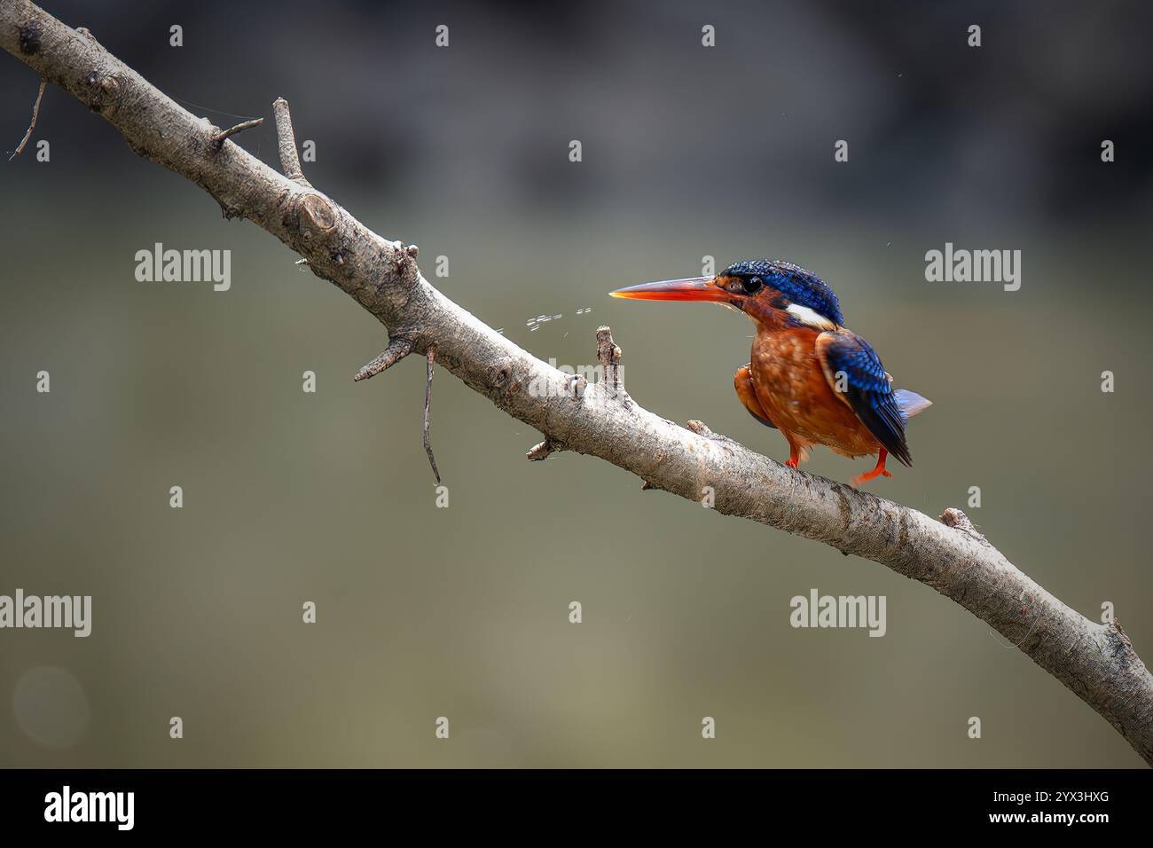 Blue-eared Kingfisher (Alcedo meninting) Bird standing on the branch ...
