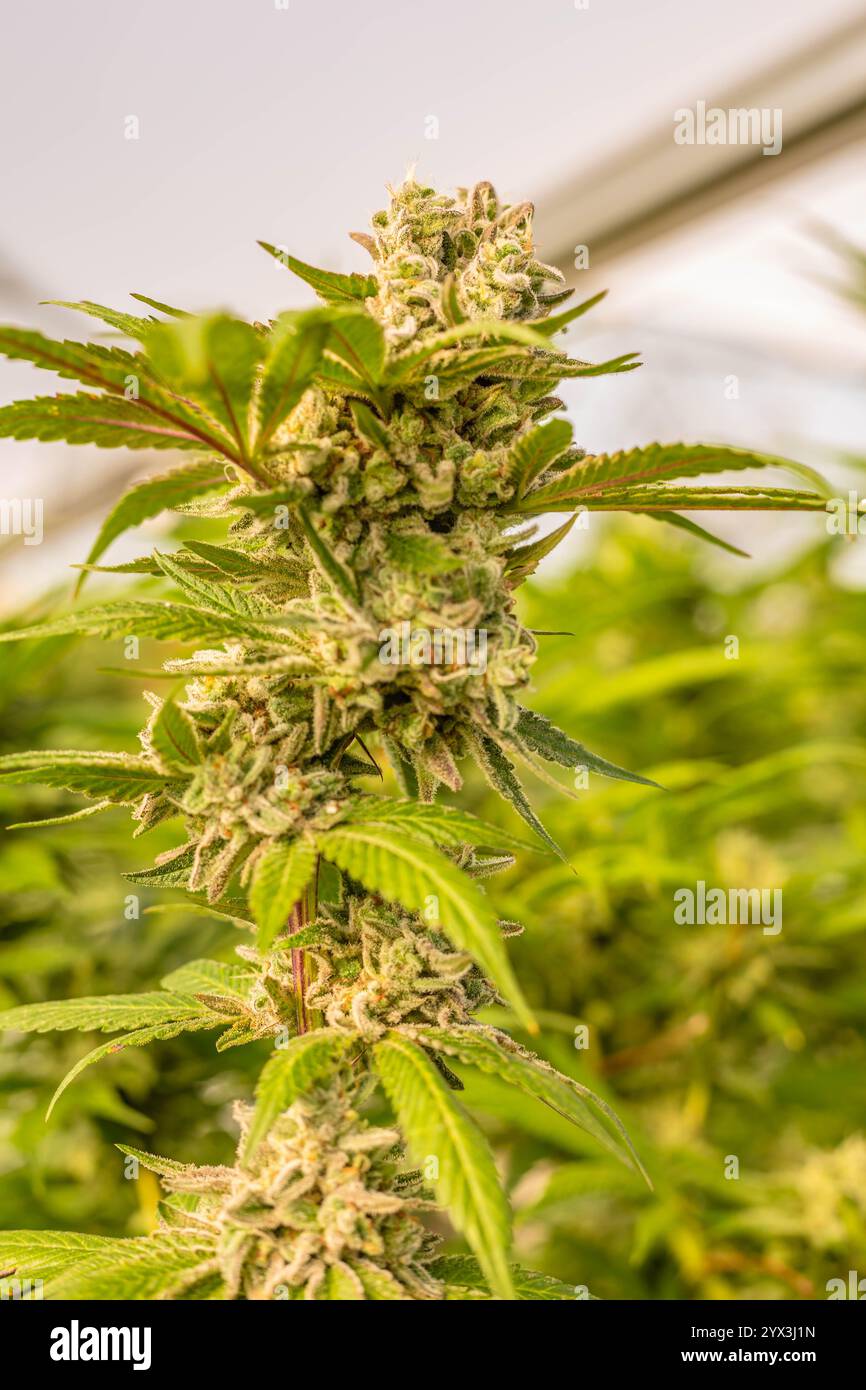 Beautiful indoor cannabis plants with big nugs in South Africa Stock ...