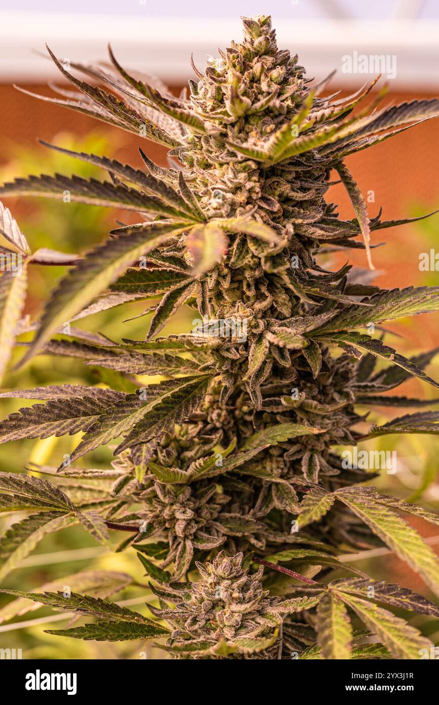 Beautiful indoor cannabis plants with big nugs in South Africa Stock ...