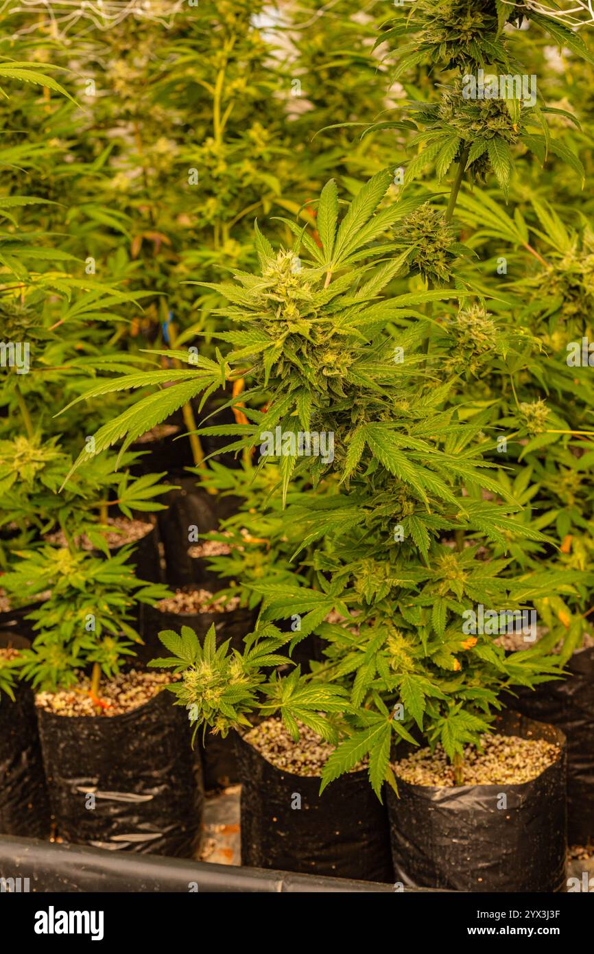 Beautiful indoor cannabis plants with big nugs in South Africa Stock ...