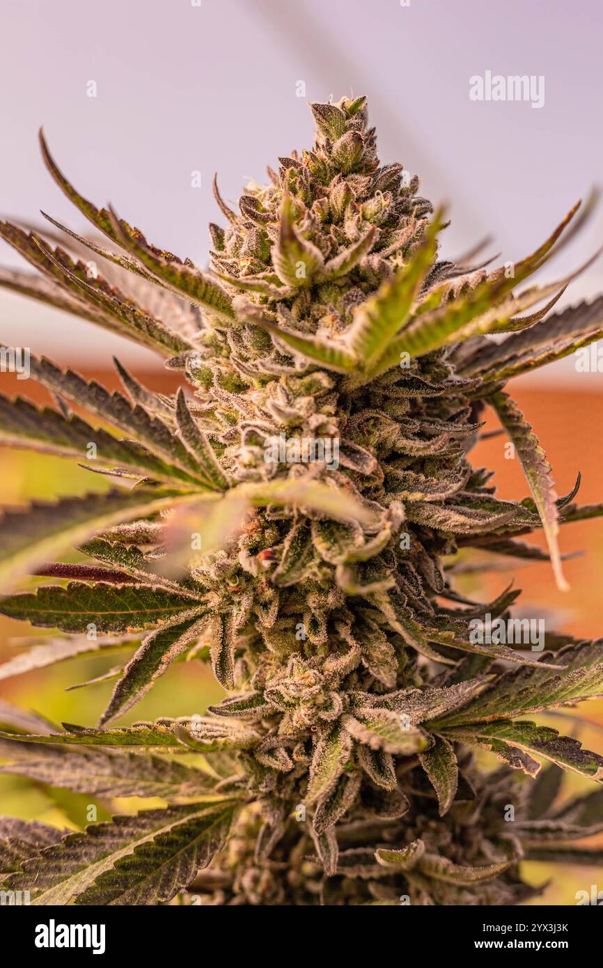 Beautiful indoor cannabis plants with big nugs in South Africa Stock ...