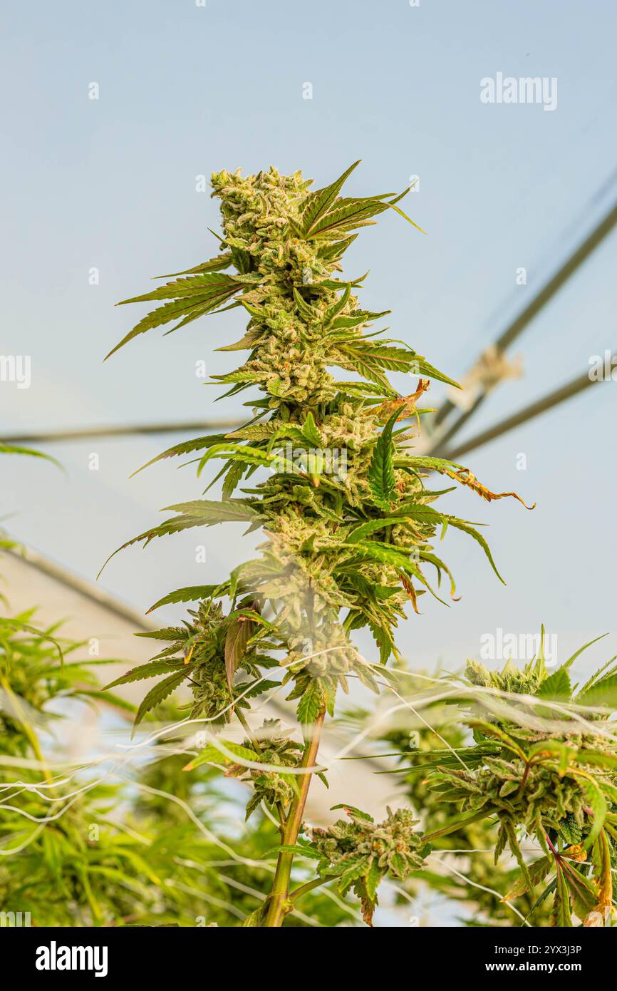 Beautiful indoor cannabis plants with big nugs in South Africa Stock ...