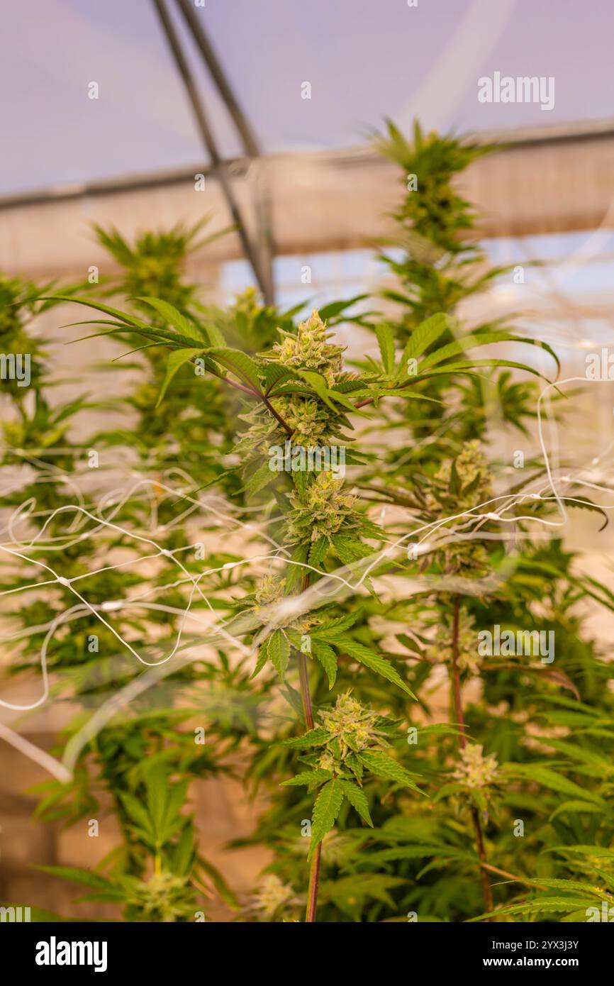 Beautiful indoor cannabis plants with big nugs in South Africa Stock ...