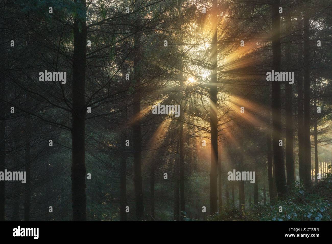 Tree with sunstar hi-res stock photography and images - Alamy