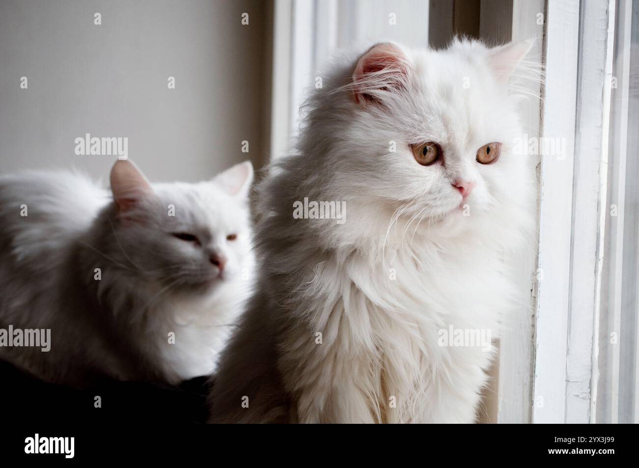 Two White Cats Relaxing By a Window Stock Photo - Alamy