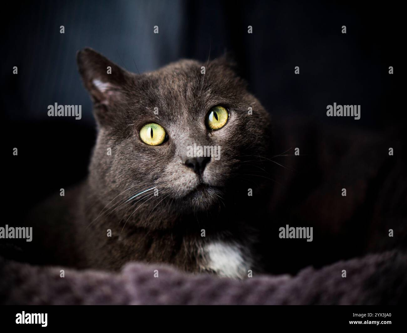 Missing an ear hi-res stock photography and images - Alamy