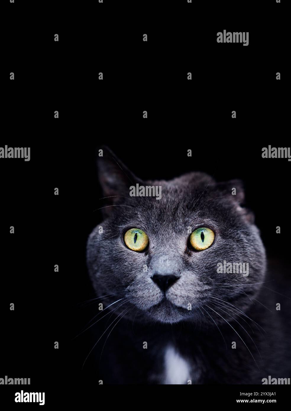 Missing ear hi-res stock photography and images - Alamy