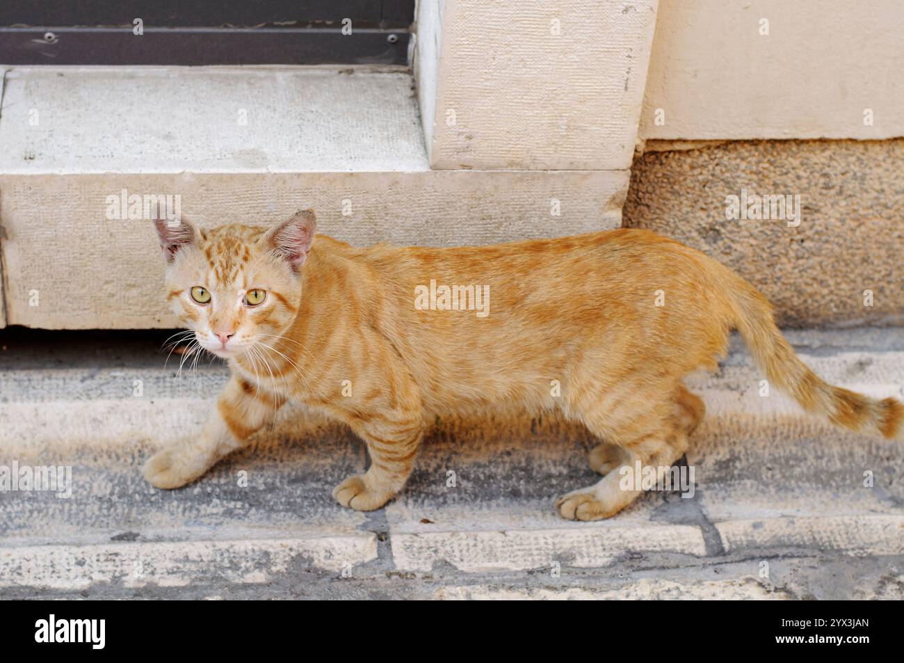 Stray Orange Cat Walking By Stock Photo - Alamy