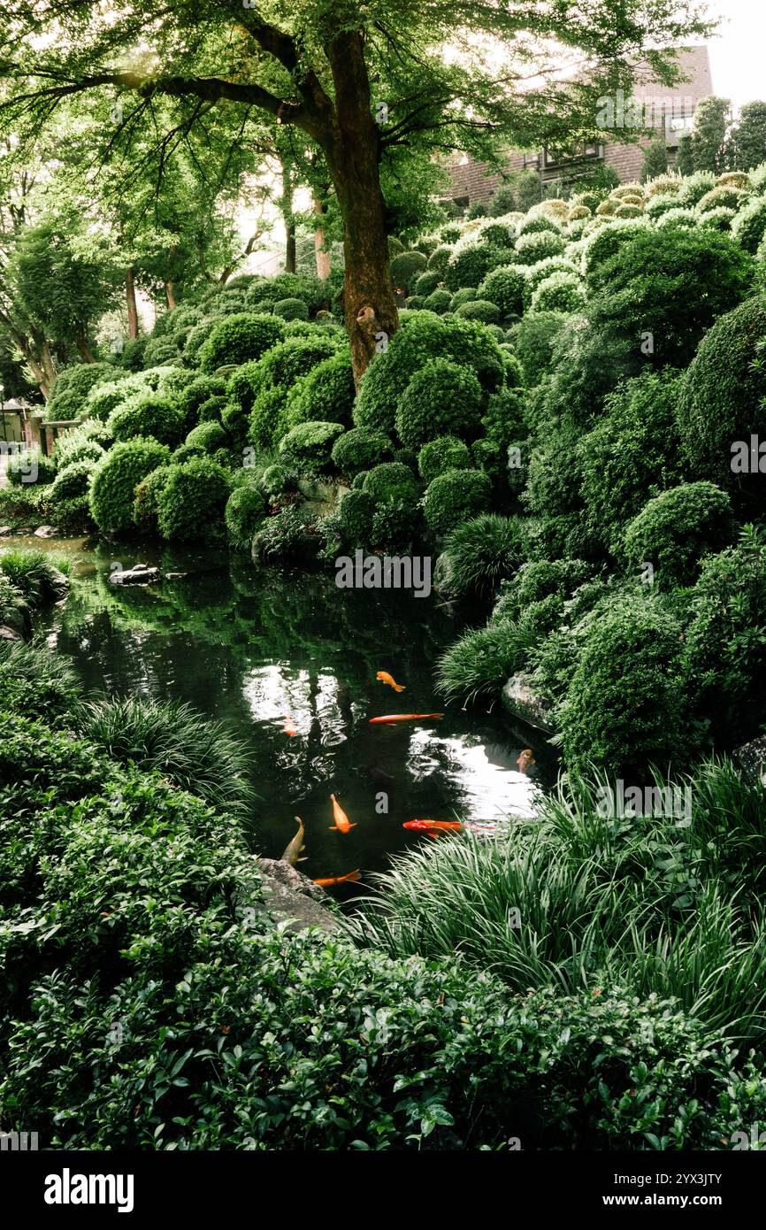 Large koi fish orange hi-res stock photography and images - Alamy