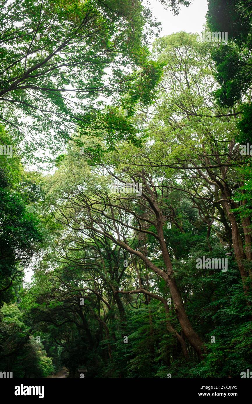 Large trees tower to the sky, forming a pathway Stock Photo - Alamy