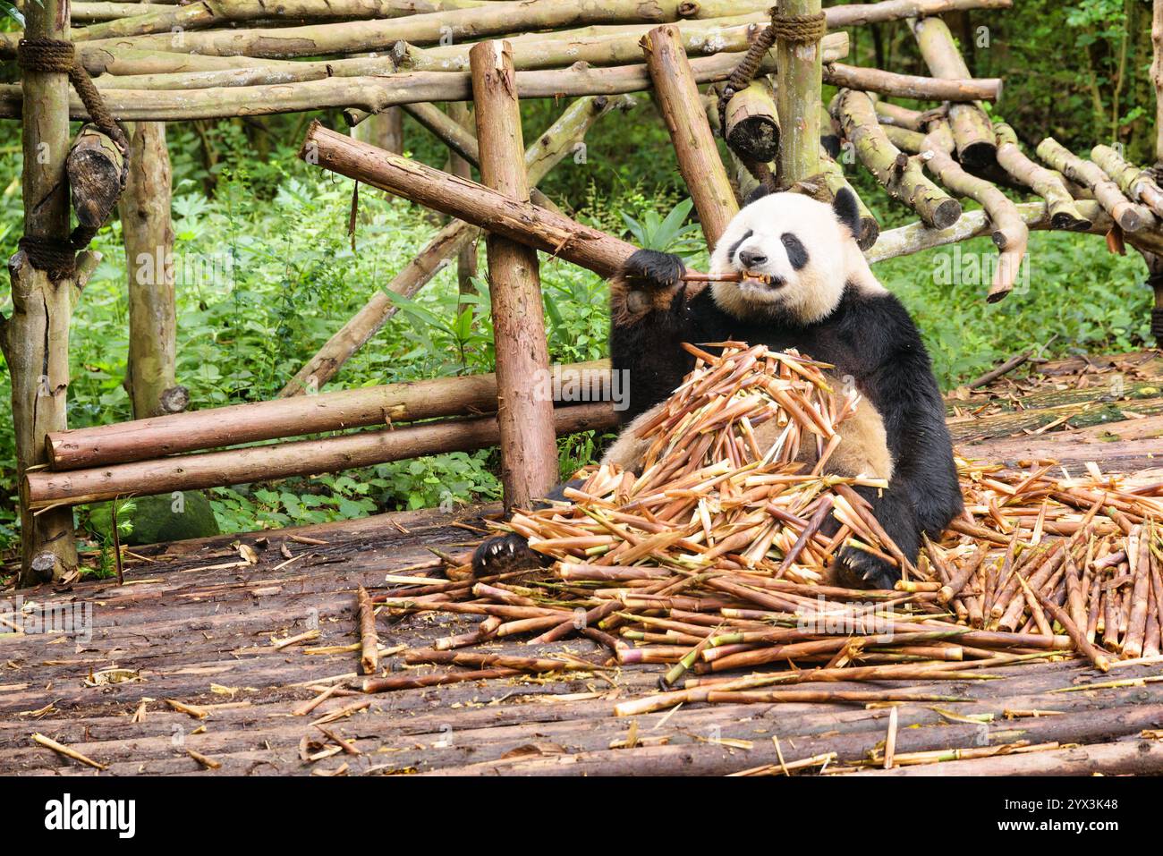 Cute panda bear sitting in pile of bamboo shoots Stock Photo - Alamy