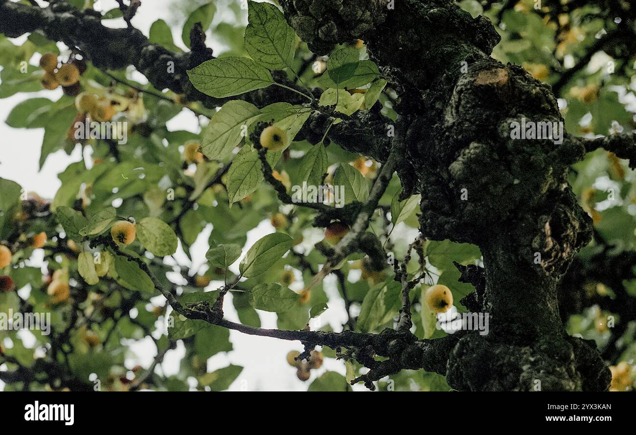 Ancient apple tree in hi-res stock photography and images - Alamy