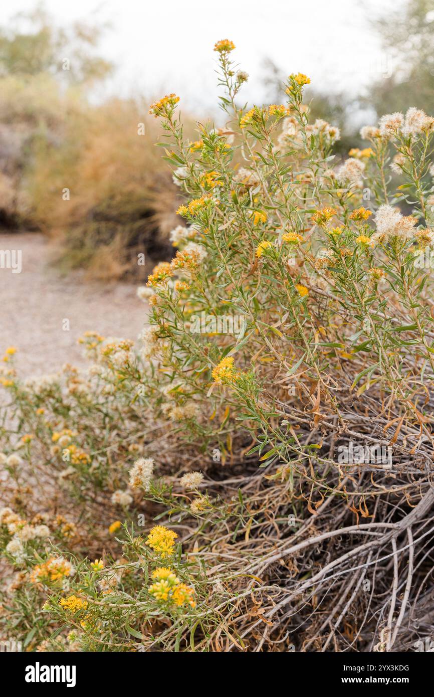 Yellow wildflowers blooming in a desert landscape with dry shrubs Stock ...