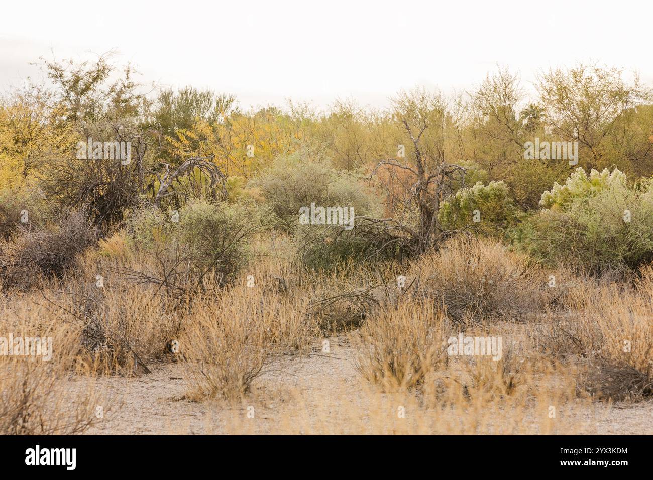 desert landscape with dry shrubs, grasses, and scattered vegetation ...