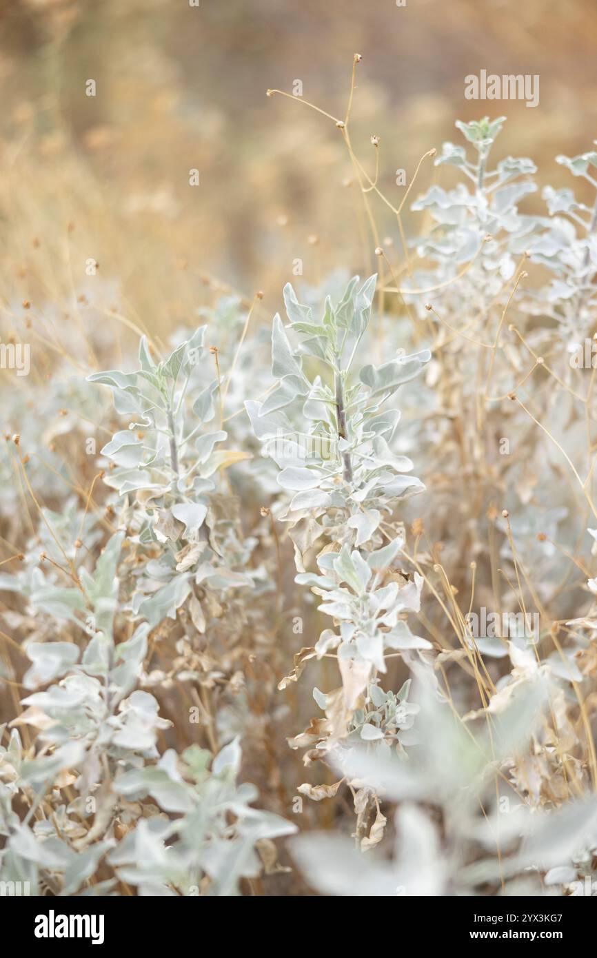 Simple shrubs hi-res stock photography and images - Alamy