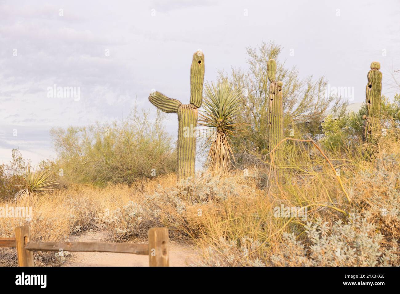 Saguaro cacti and yucca plants amidst an arid desert landscape Stock ...