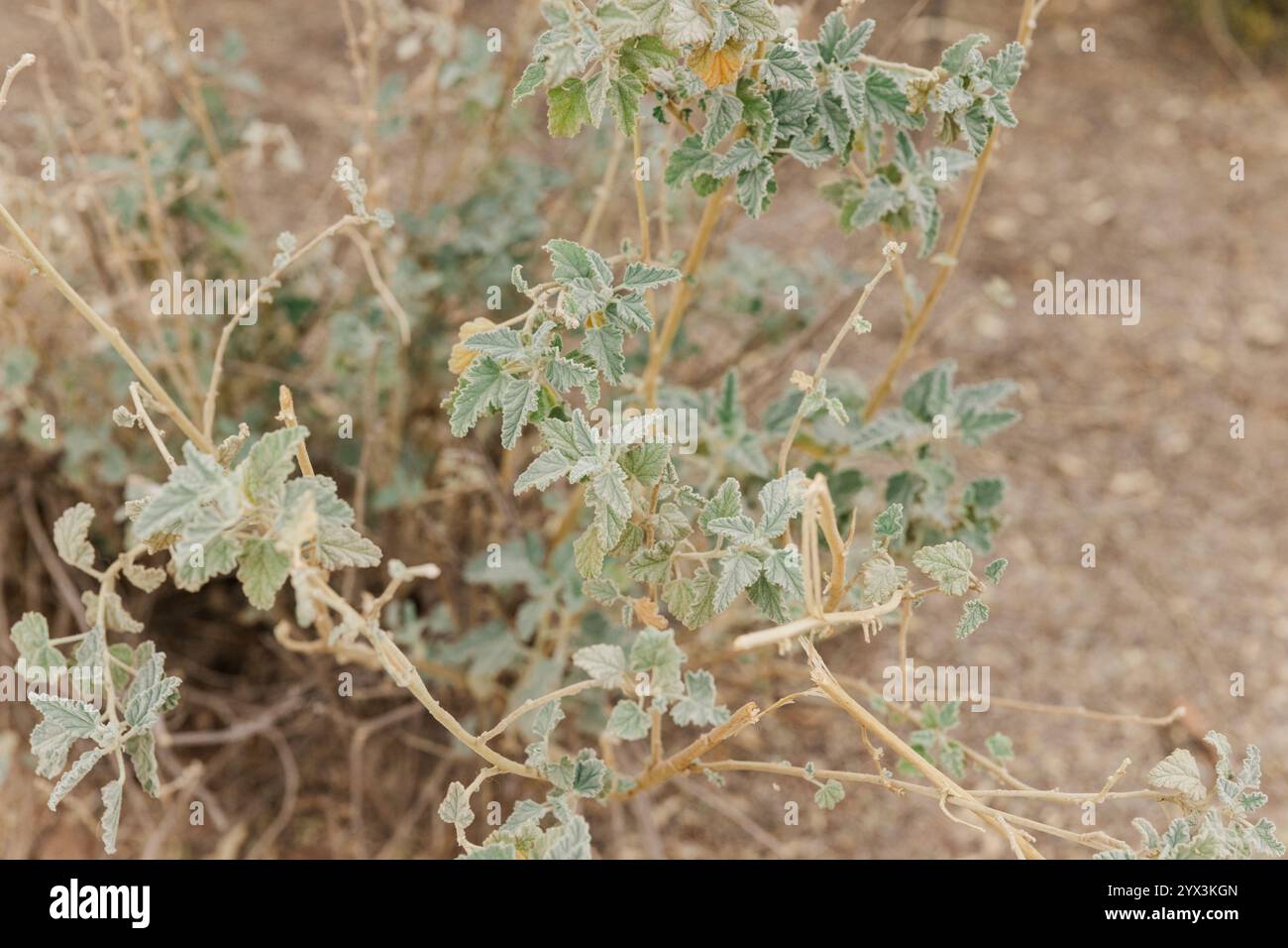 Textured plants hi-res stock photography and images - Alamy