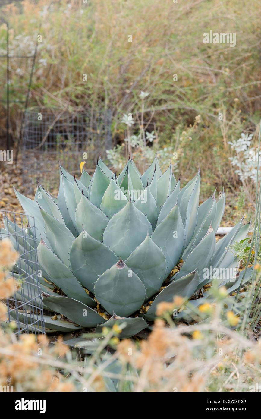 Agave plant with sharp, symmetrical leaves in a desert habitat Stock ...