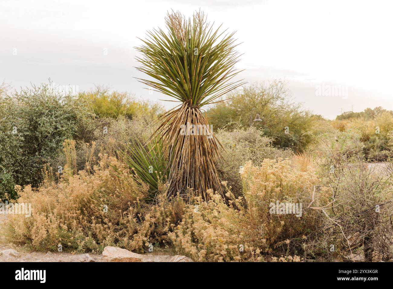 Yucca plant surrounded by desert shrubs and arid vegetation Stock Photo ...