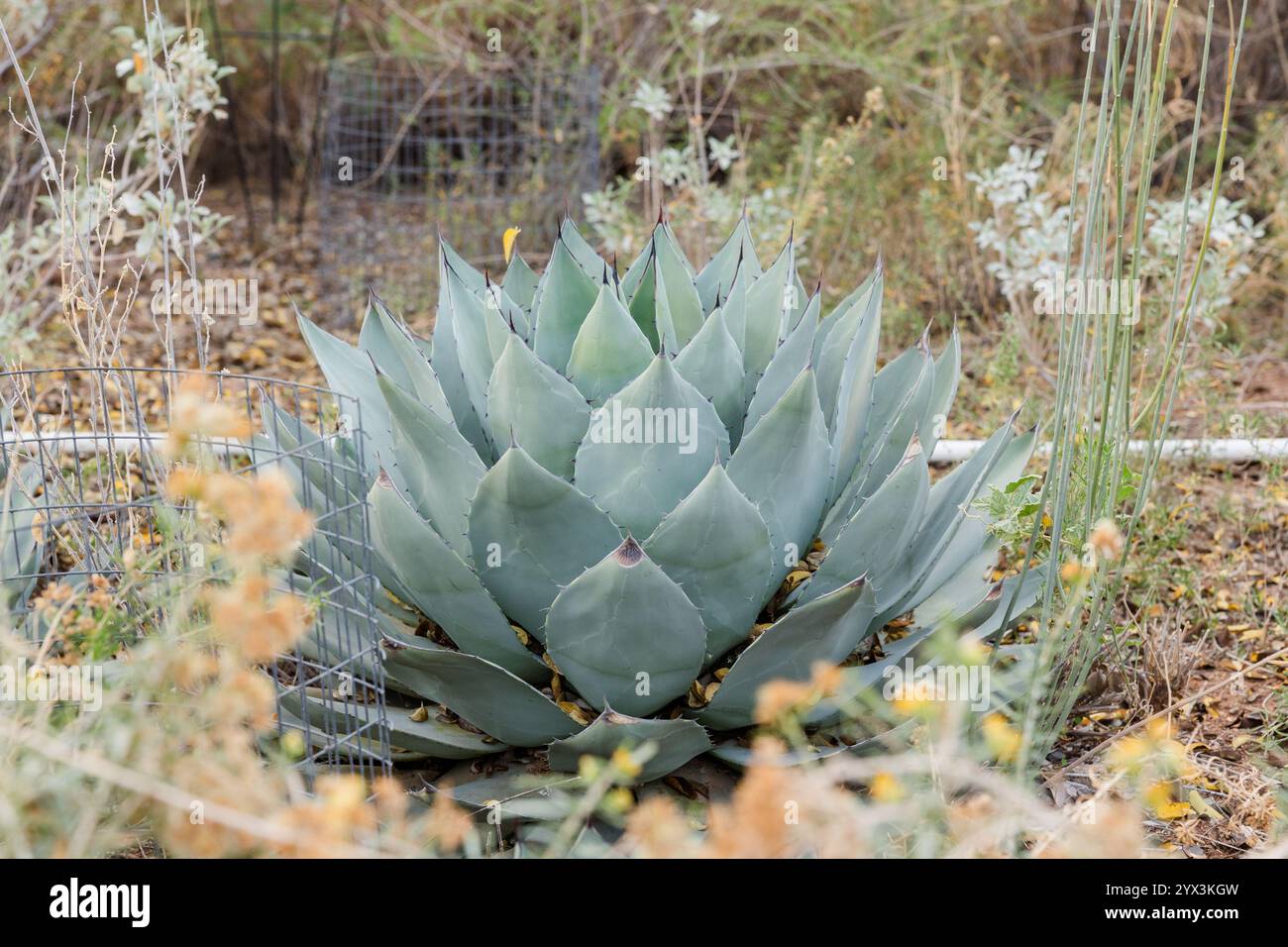 Large agave plant with sharp, spiky leaves in a desert landscape Stock ...