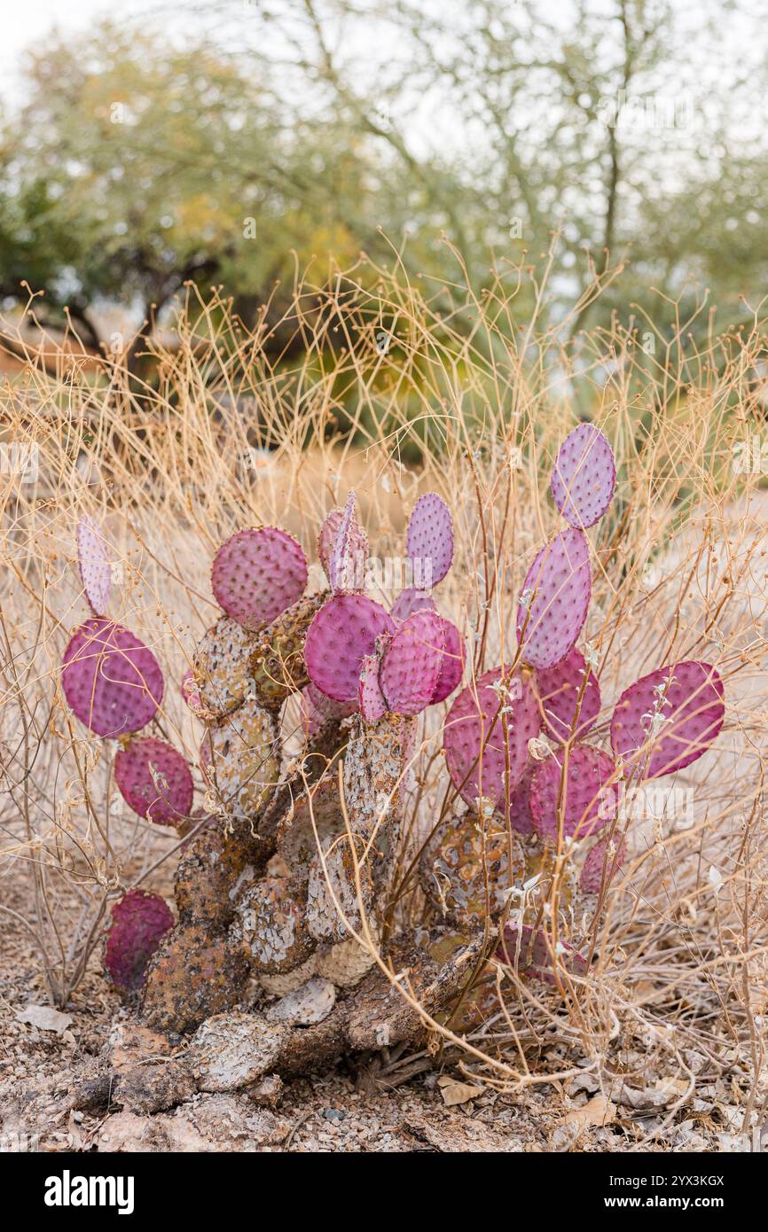 A purple prickly pear cactus surrounded by dry desert vegetation Stock ...