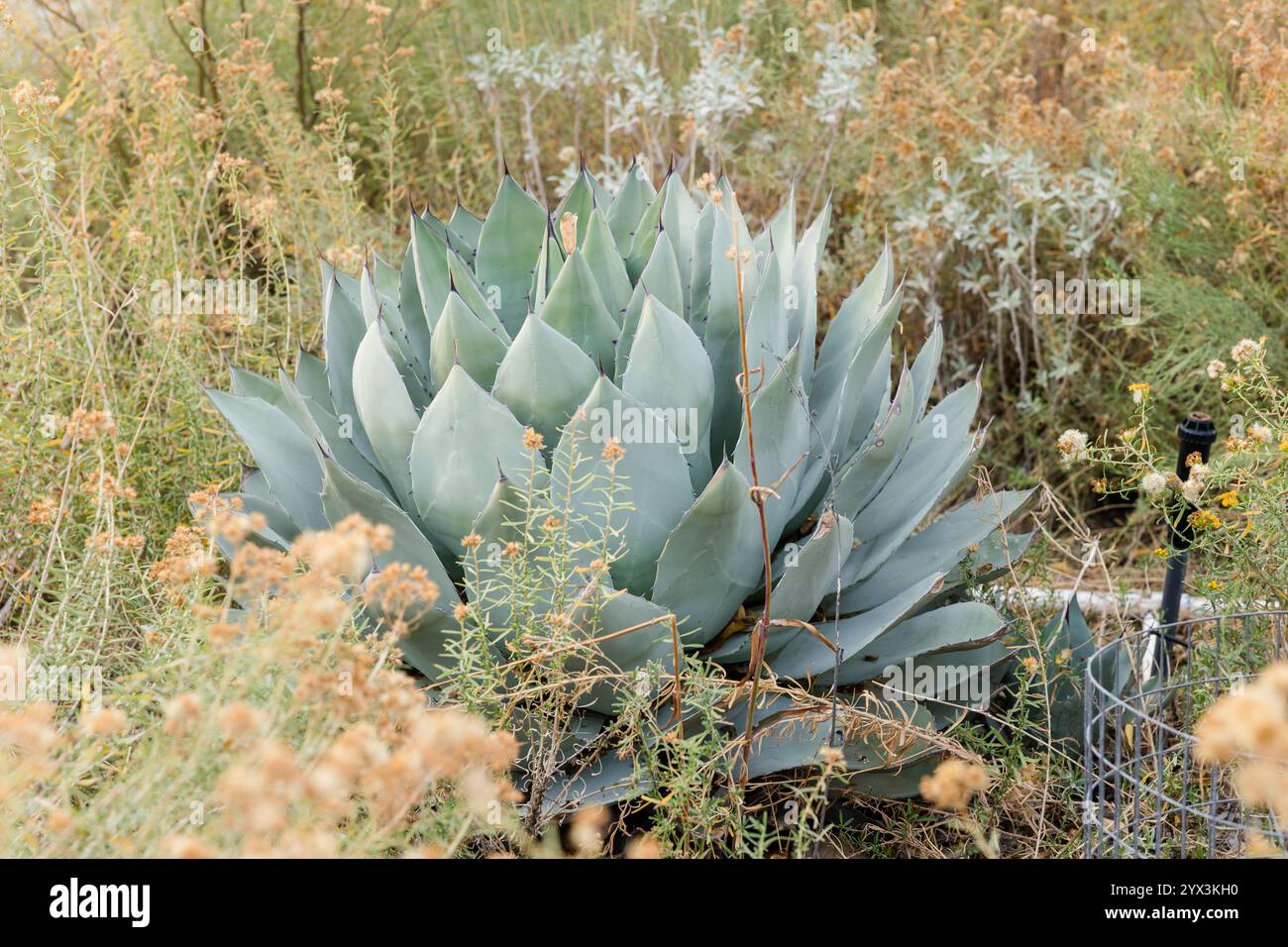Arid region agave hi-res stock photography and images - Alamy