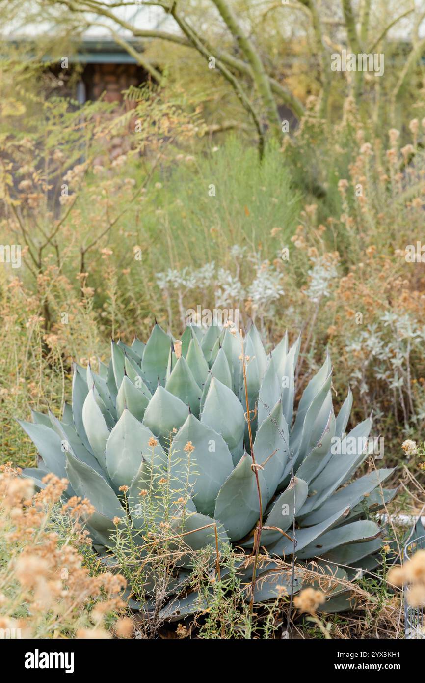 Agave plant surrounded by desert greenery and golden wildflowers Stock ...