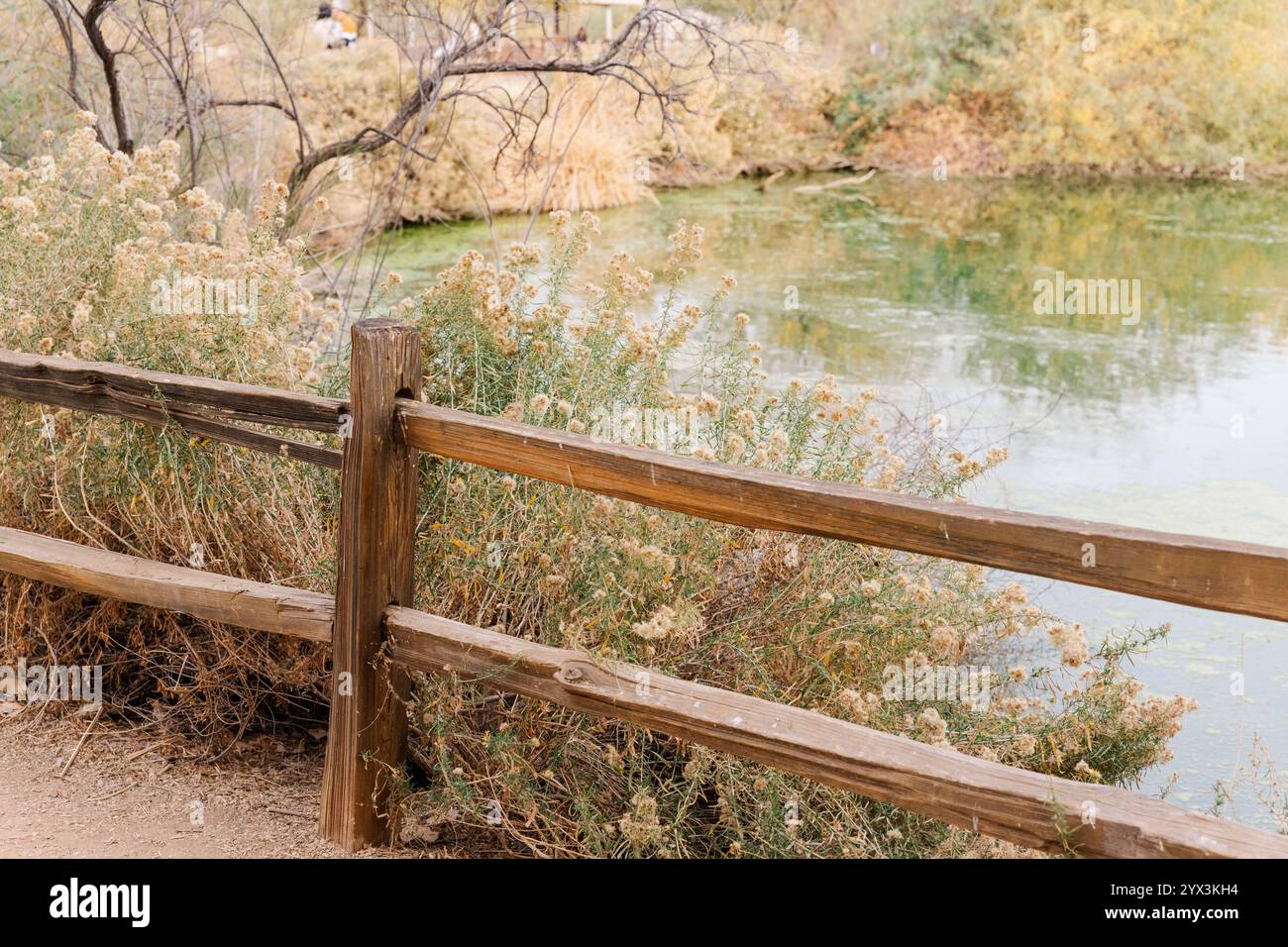 Rustic wooden fence by a serene pond surrounded by wild desert plants ...
