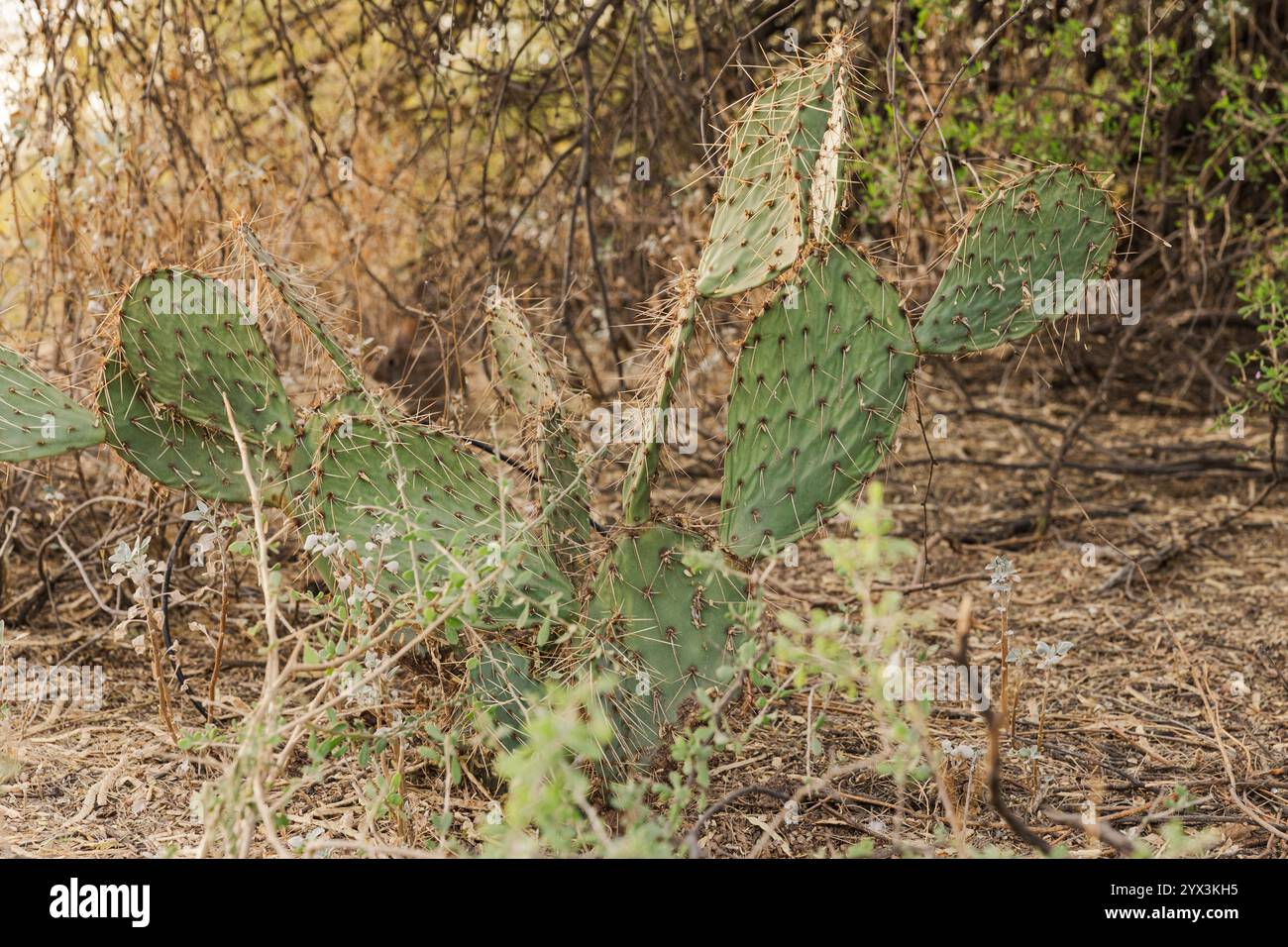 Prickly pear cactus with spiny pads in a dry desert habitat Stock Photo ...