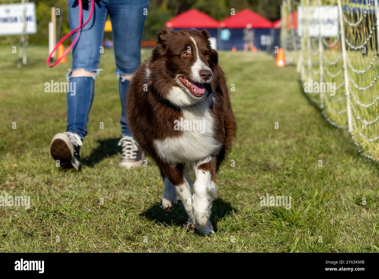 Australian Shepherd Aussie Mix Running Lure Course Sprint Dog Sport ...