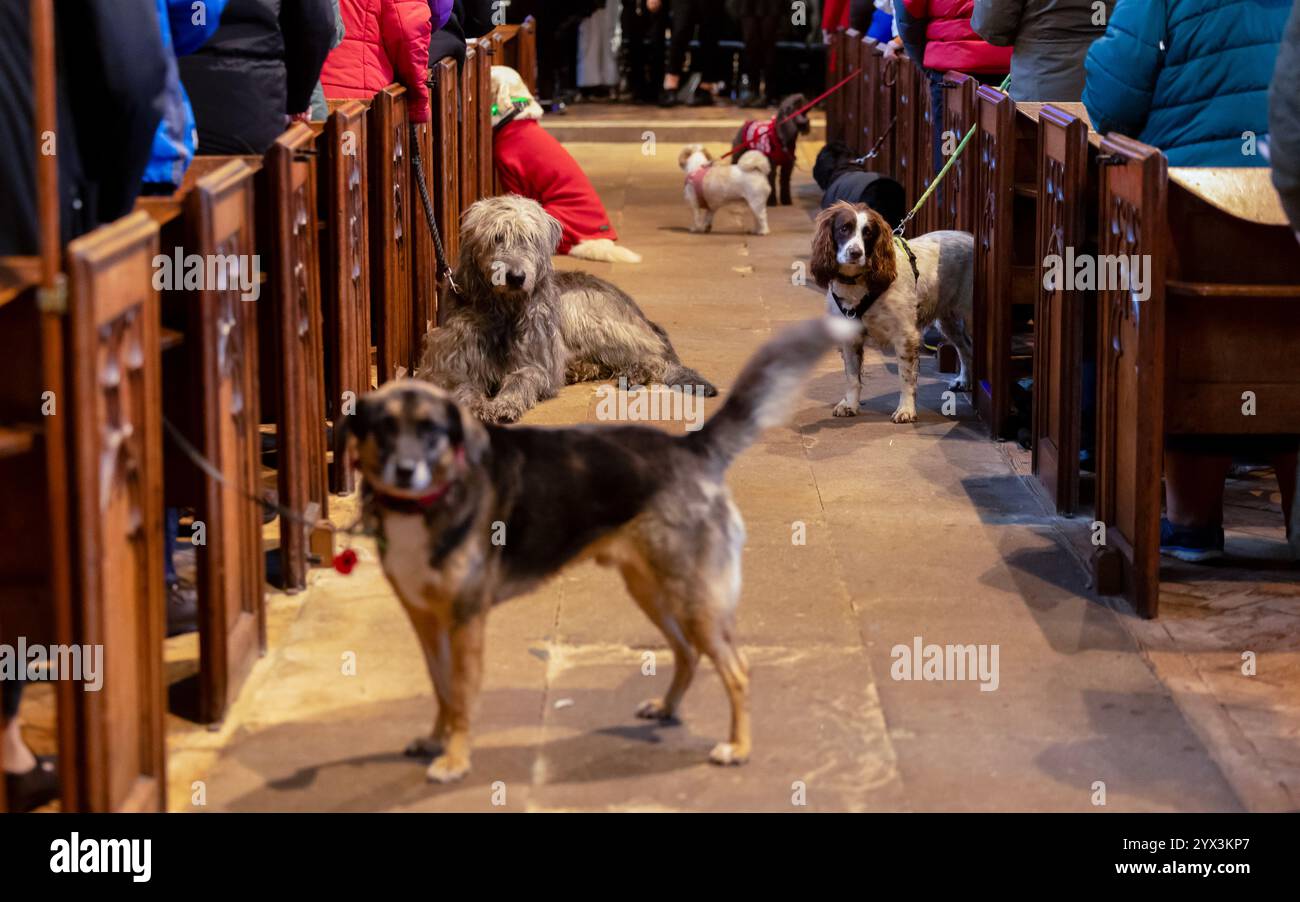 09/12/24 Dozens of dogs - many dressed in their finest festive costumes ...