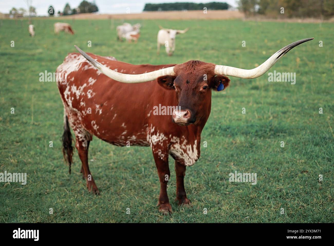 Texas longhorn cattle ranch hi-res stock photography and images - Alamy