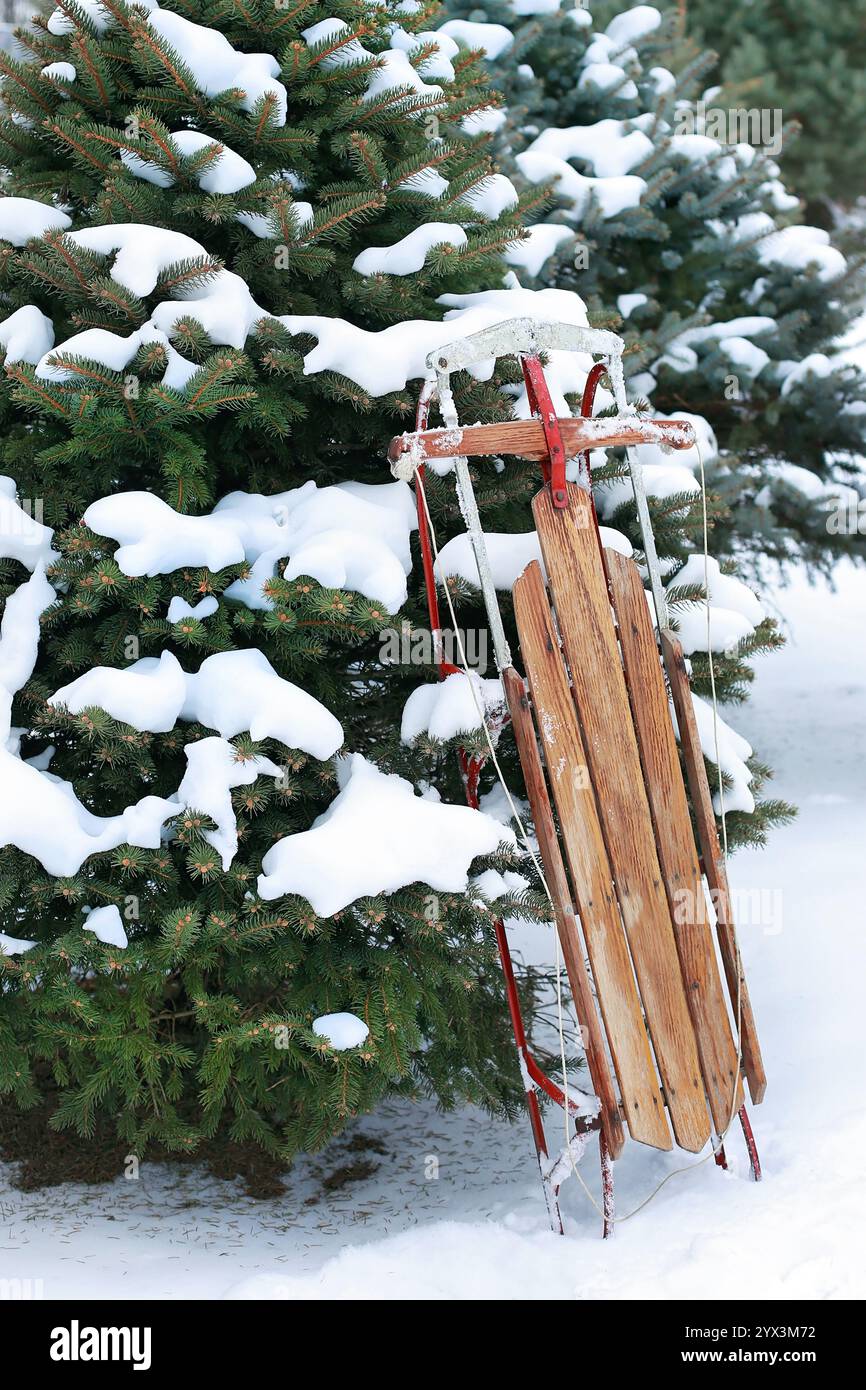 Leaning pine tree hi-res stock photography and images - Alamy