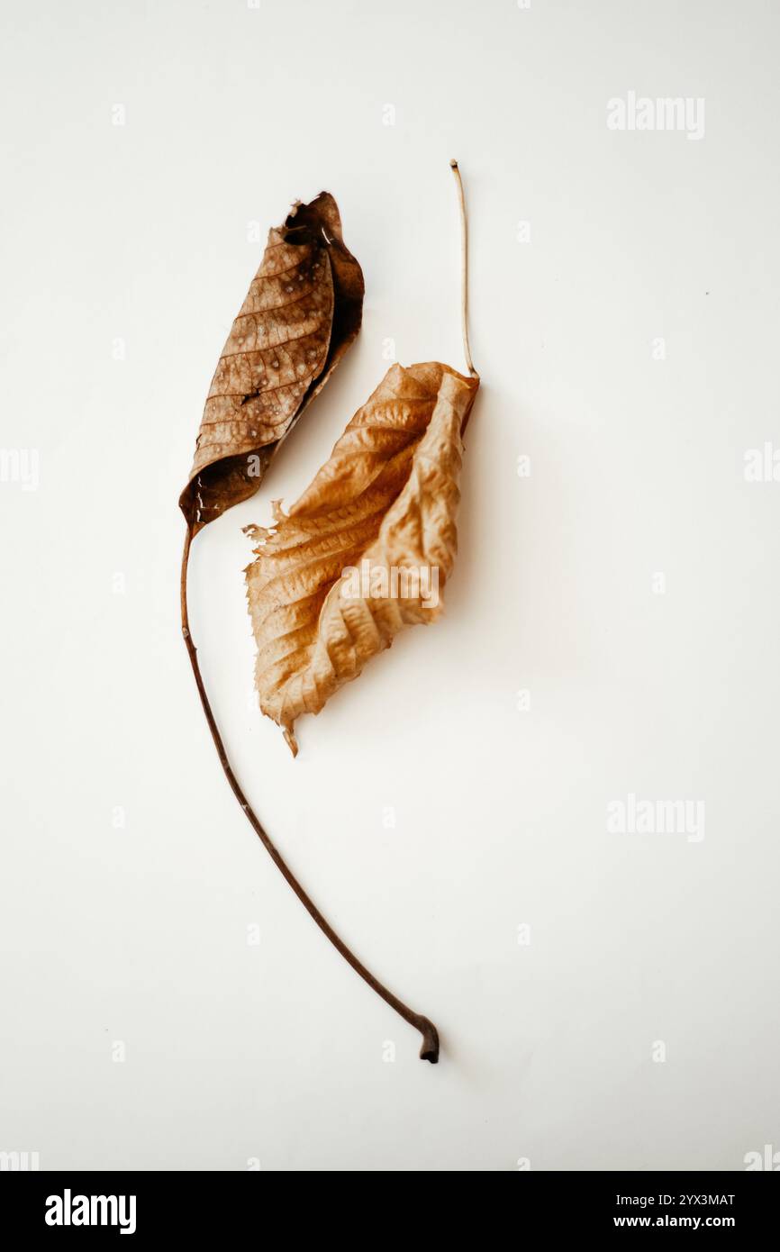 Two dry curved leaves on a white background Stock Photo - Alamy