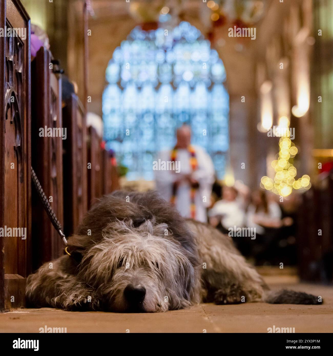 09/12/24 Dozens of dogs - many dressed in their finest festive costumes ...