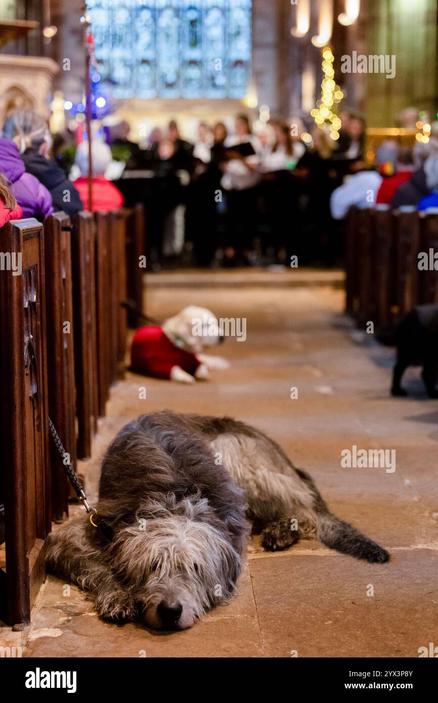 09/12/24 Dozens of dogs - many dressed in their finest festive costumes ...