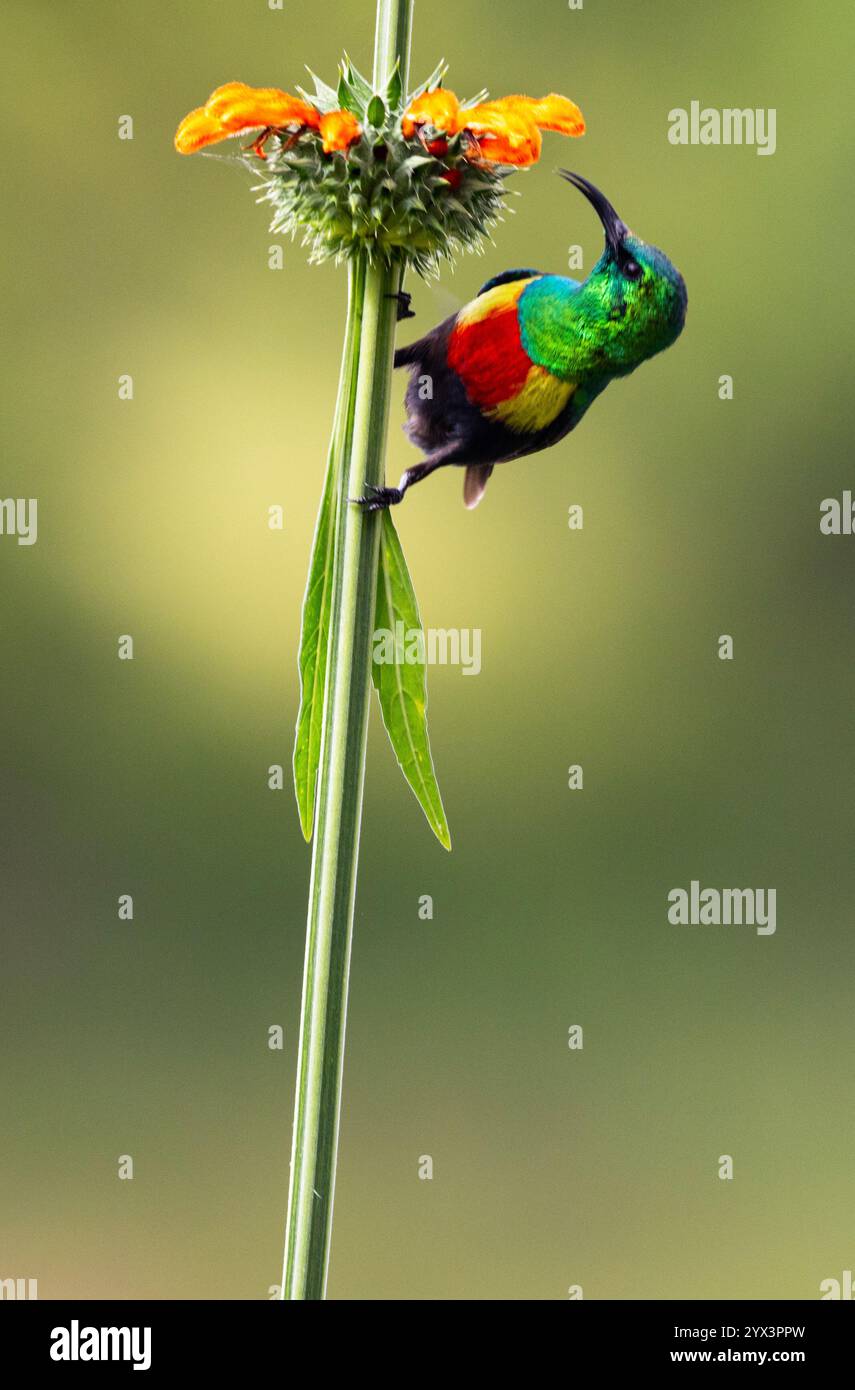 The male Beautiful Sunbird has dazzling colours during the breeding ...