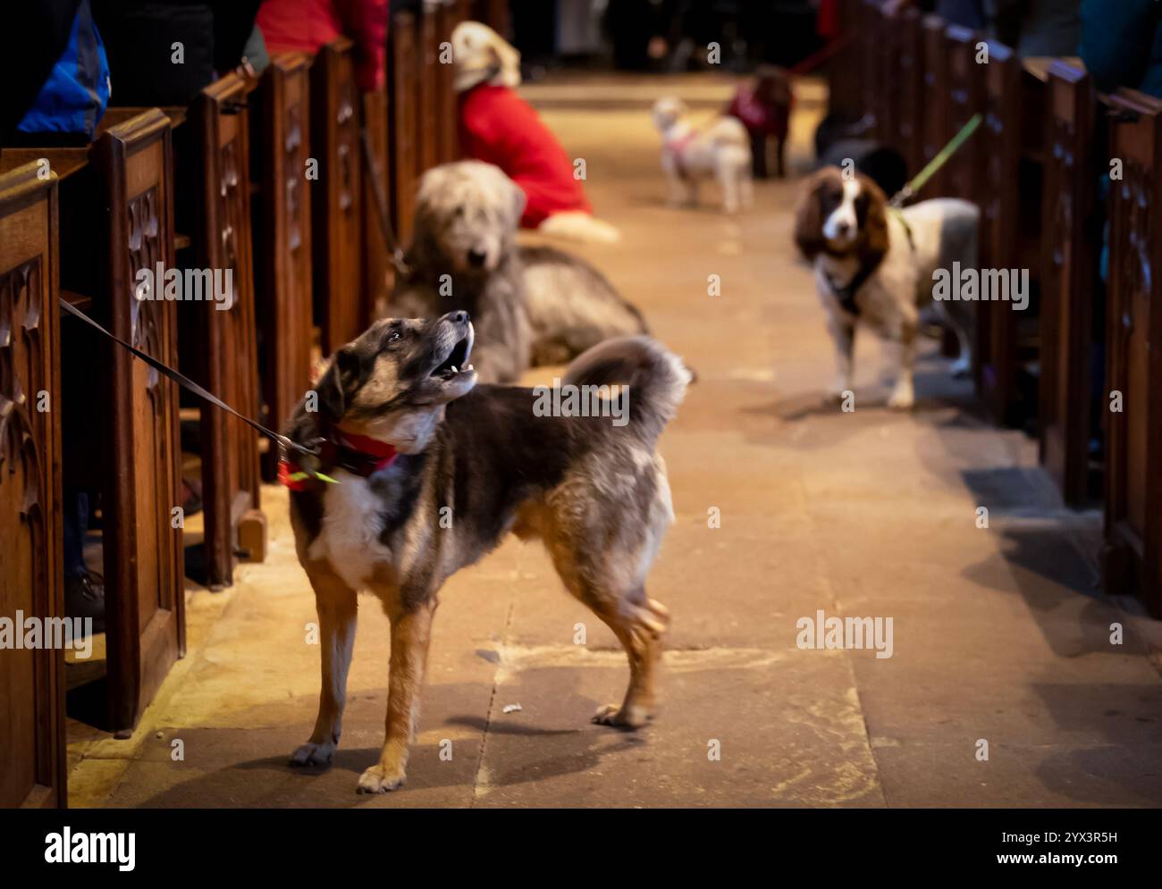 09/12/24 Dozens of dogs - many dressed in their finest festive costumes ...