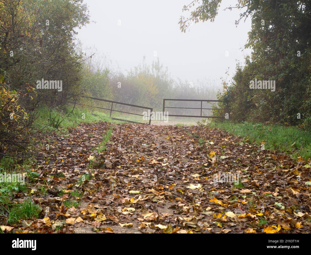 Open farm gate outside Radley Village, misty morning.An open farm gate ...