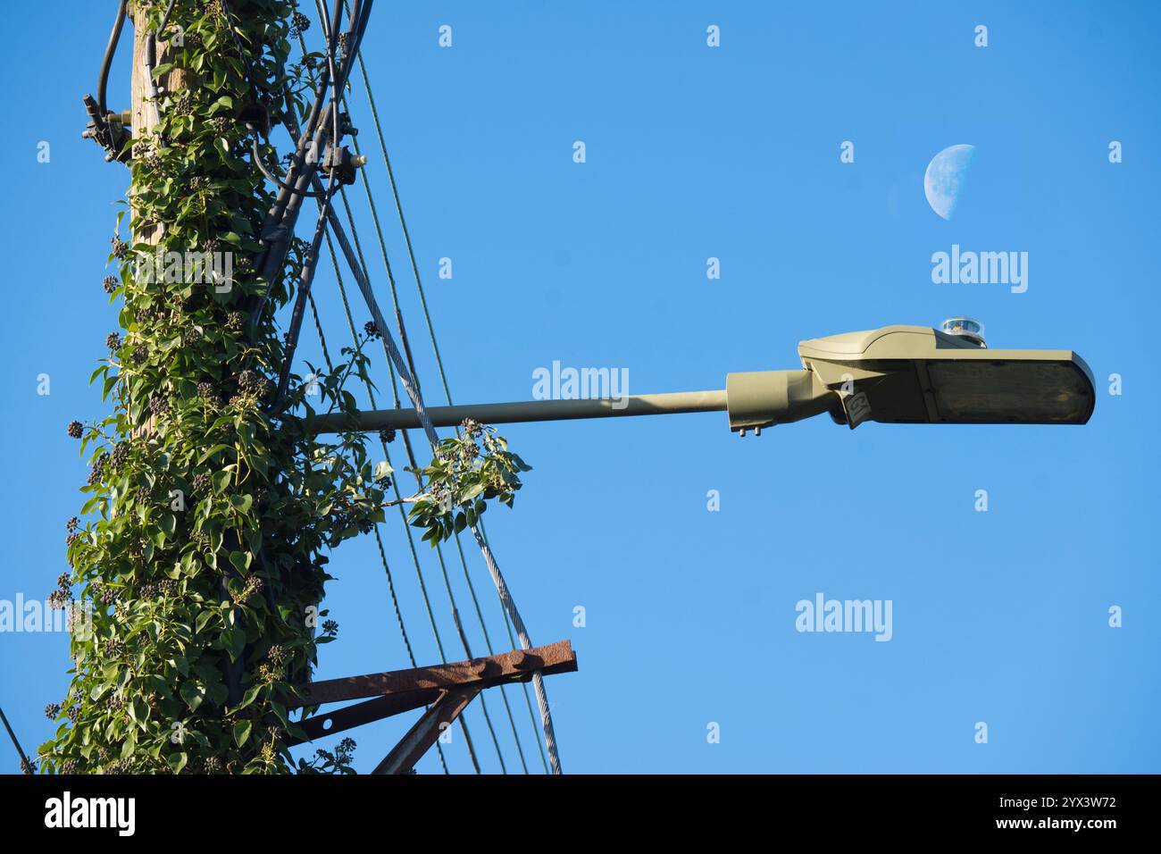 Creeper-covered street light and half moon at sunrise - Radley Village ...