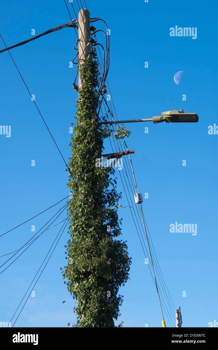 Creeper-covered street light and half moon at sunrise - Radley Village ...