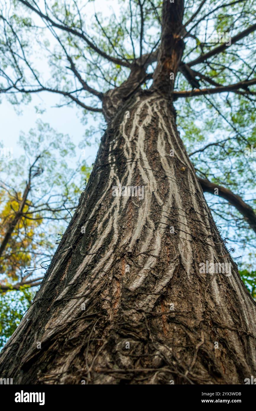Close-up shot of textured bark of an Oak tree (Quercus) in a botanical ...