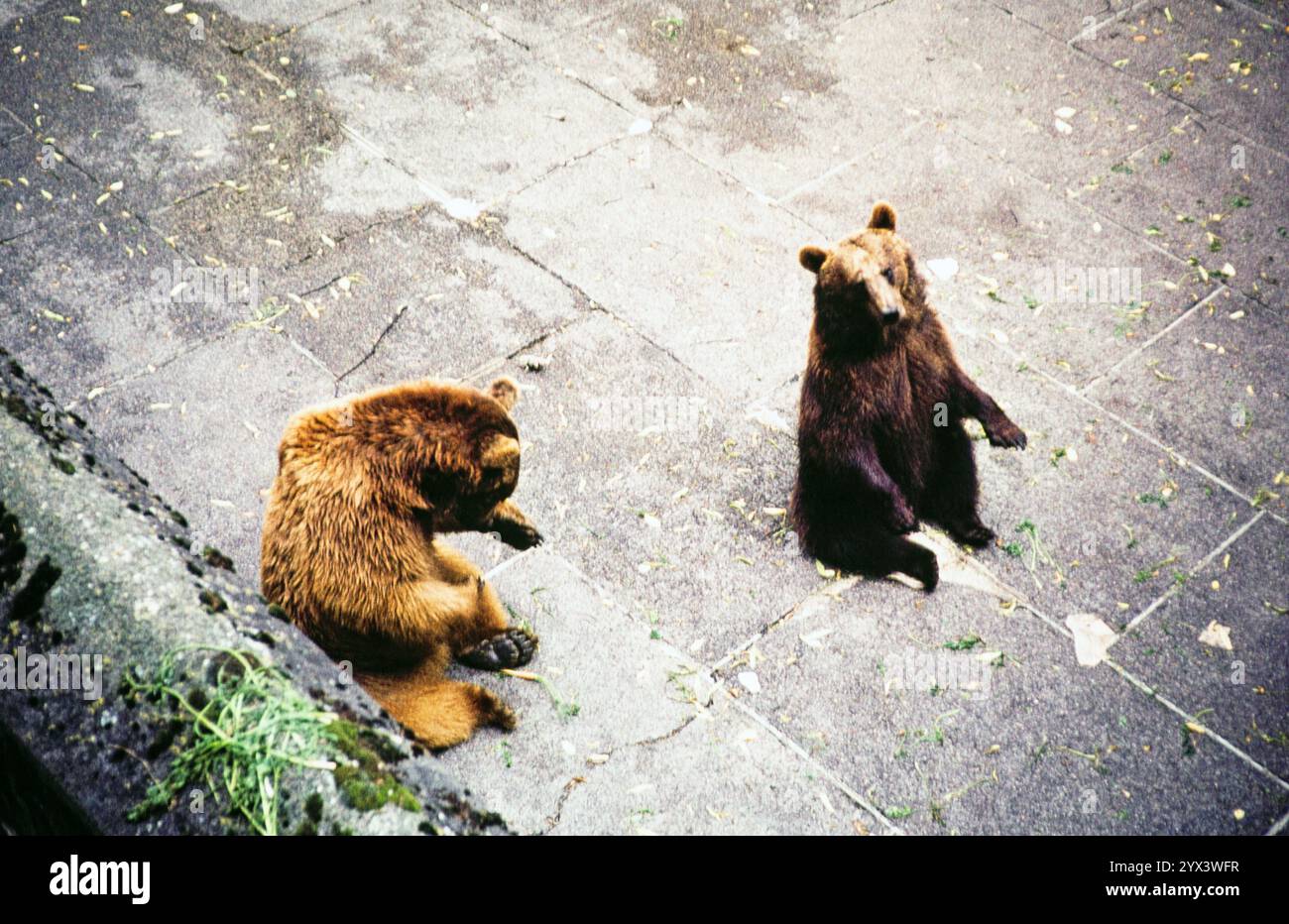 Bears in Bärengraben, or Bear Pit, city of Bern, Switzerland, Europe ...