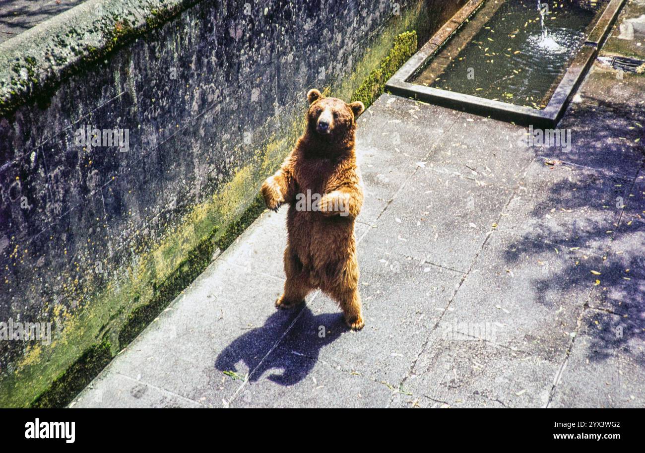 Bear in Bärengraben, or Bear Pit, city of Bern, Switzerland, Europe ...