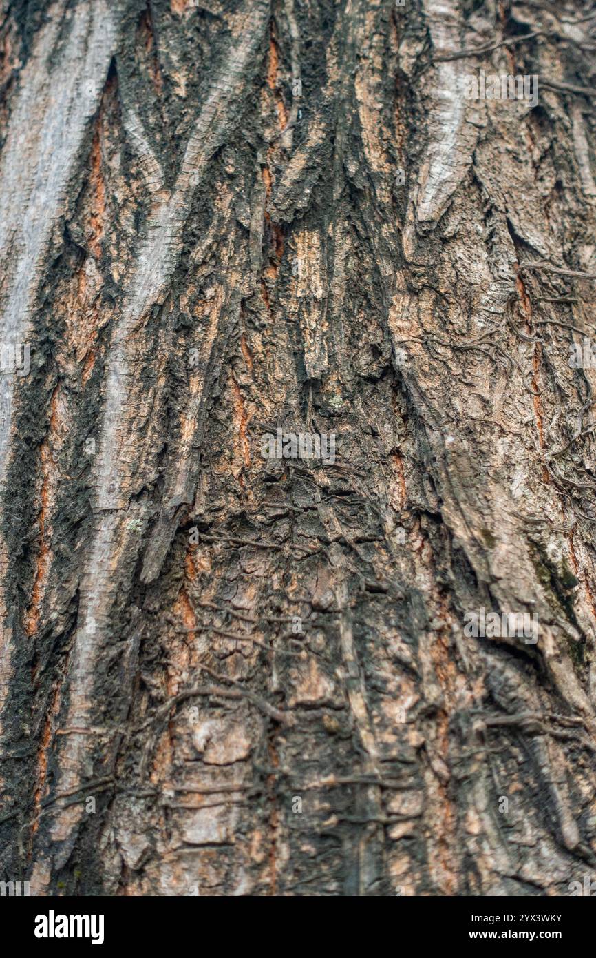 Close-up shot of textured bark of an Oak tree (Quercus) in a botanical ...