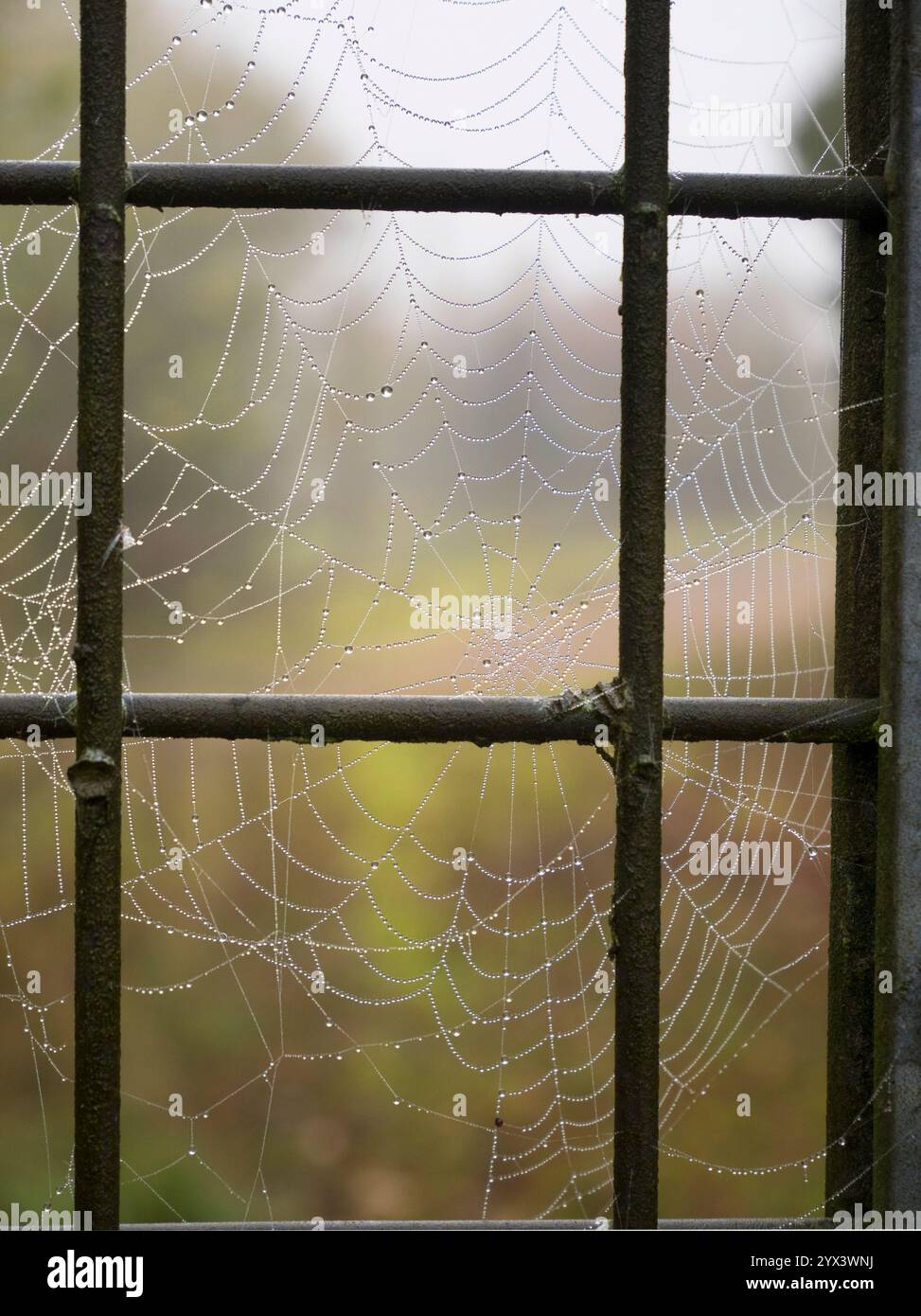 Bridge spider hanging in its web hi-res stock photography and images ...