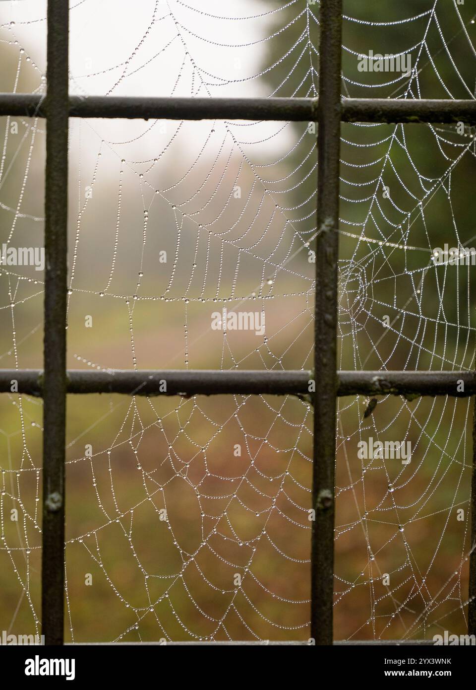 Spider web covered in dew on a foggy Autumn morning in Lower Radley ...